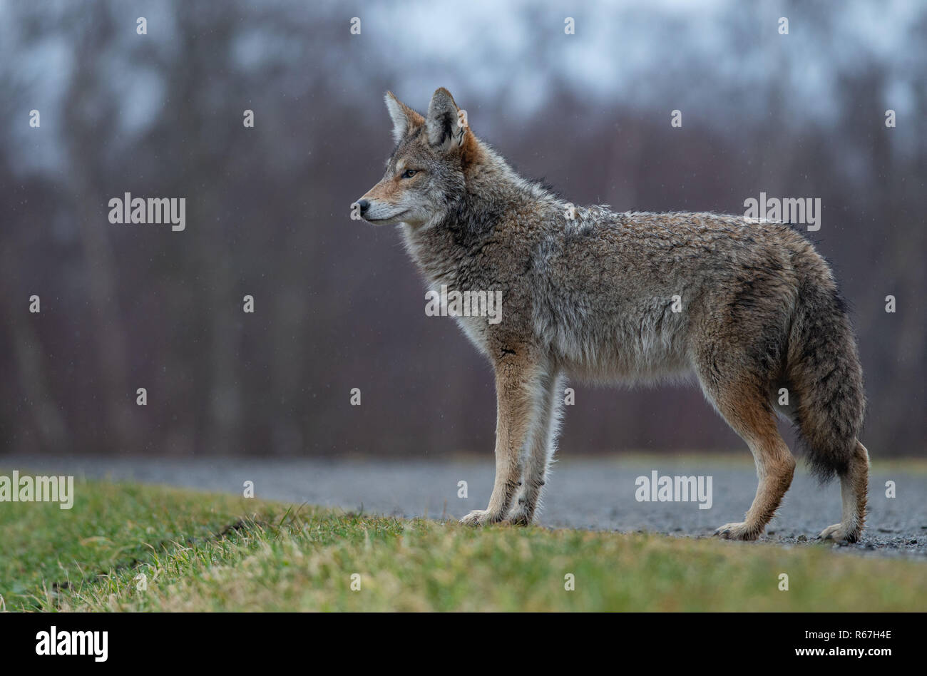 Coyote in Canada Stock Photo - Alamy
