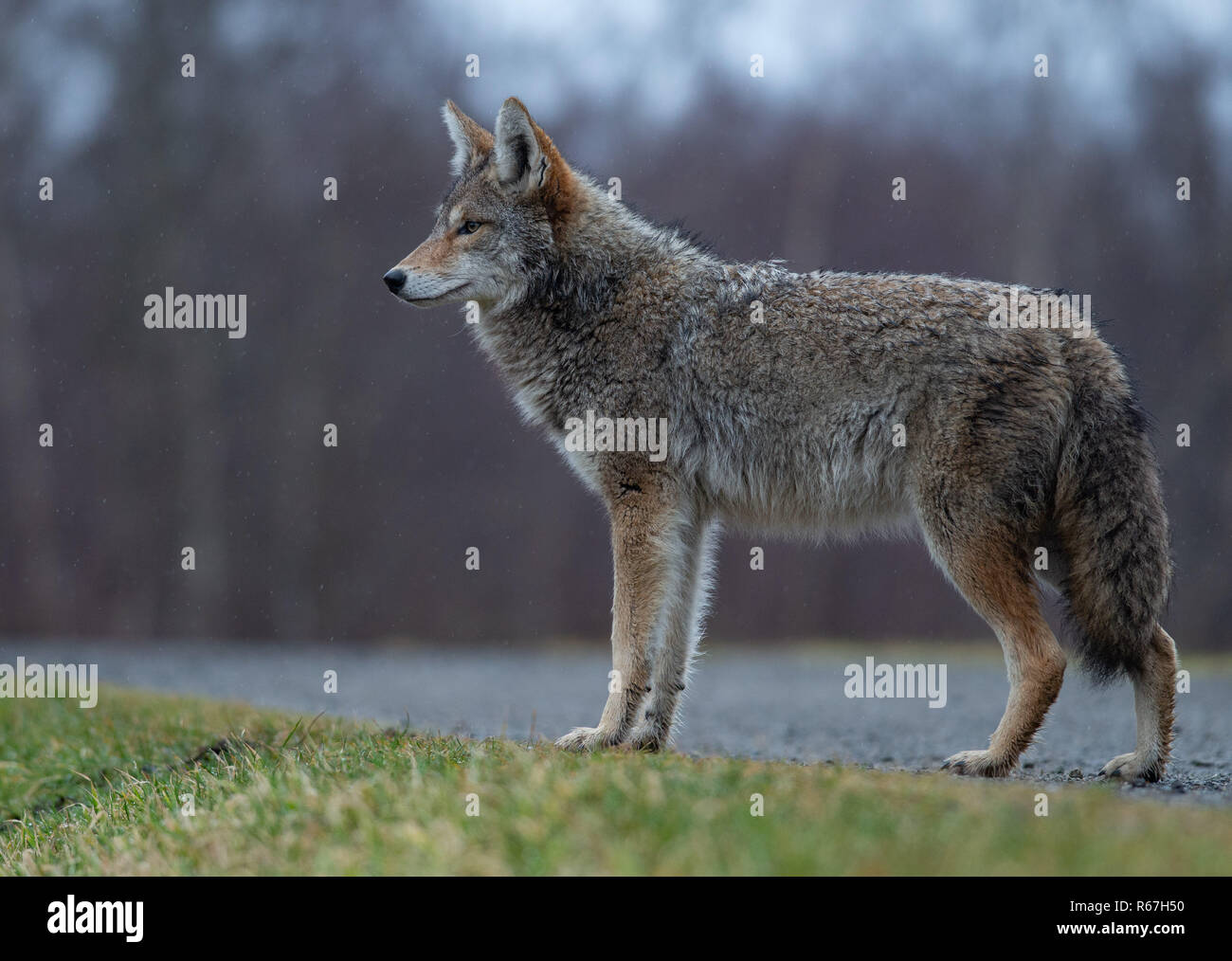 Coyote in Canada Stock Photo - Alamy