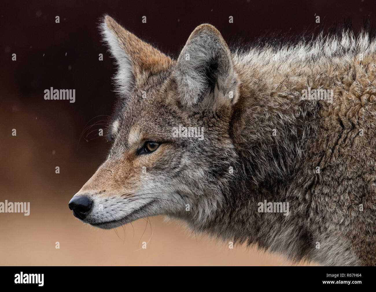 Coyote in Canada Stock Photo - Alamy