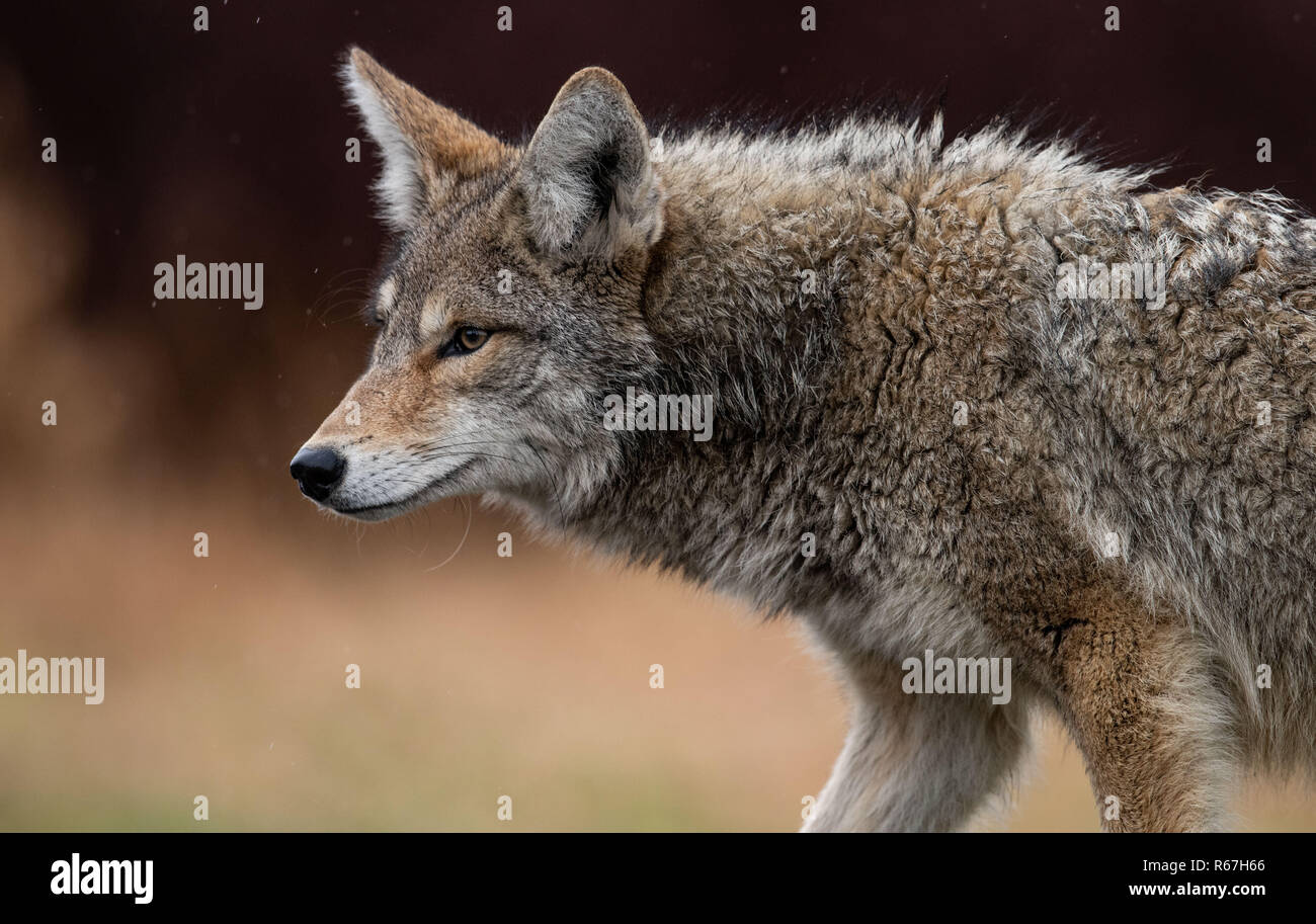 Coyote in Canada Stock Photo - Alamy