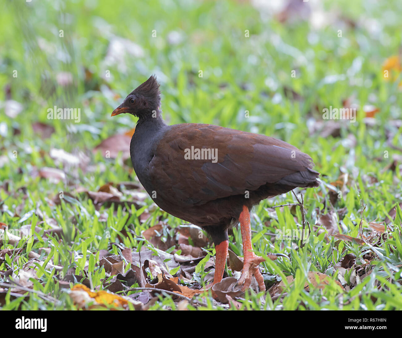 Orange-footed Scrubfowl (Megapodius reinwardt) in the rainforest ...