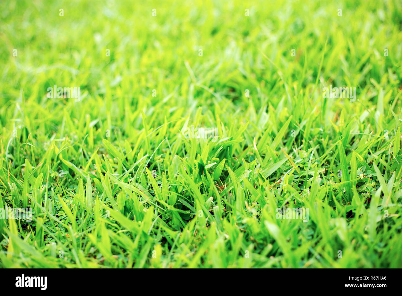 Green grass of lawn with sunrise in the garden Stock Photo - Alamy