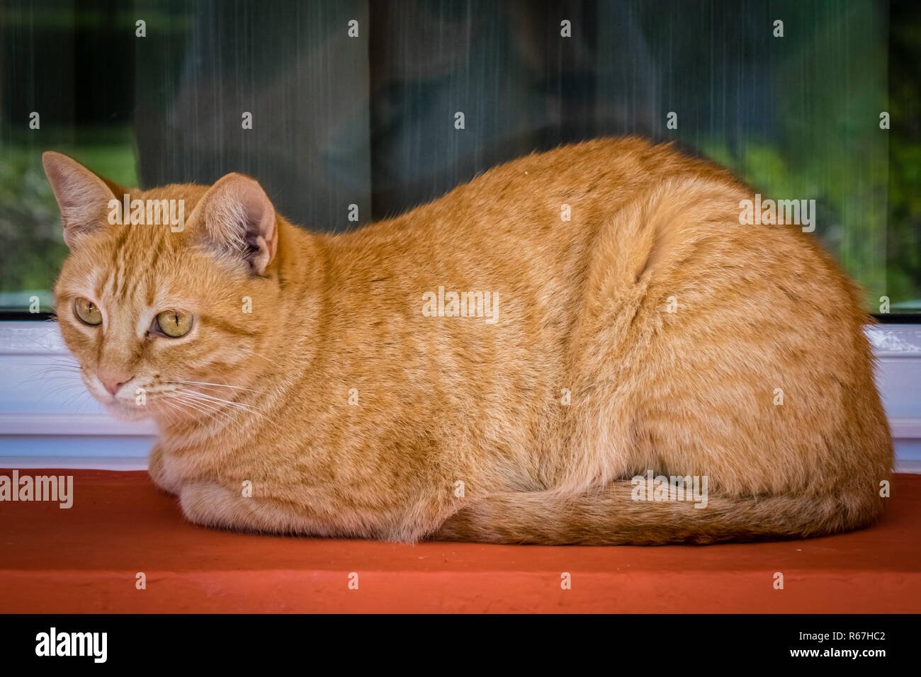 Cute cat portrait Stock Photo - Alamy