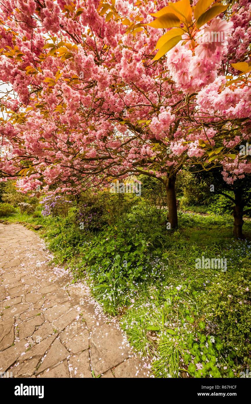 Park in spring Stock Photo - Alamy