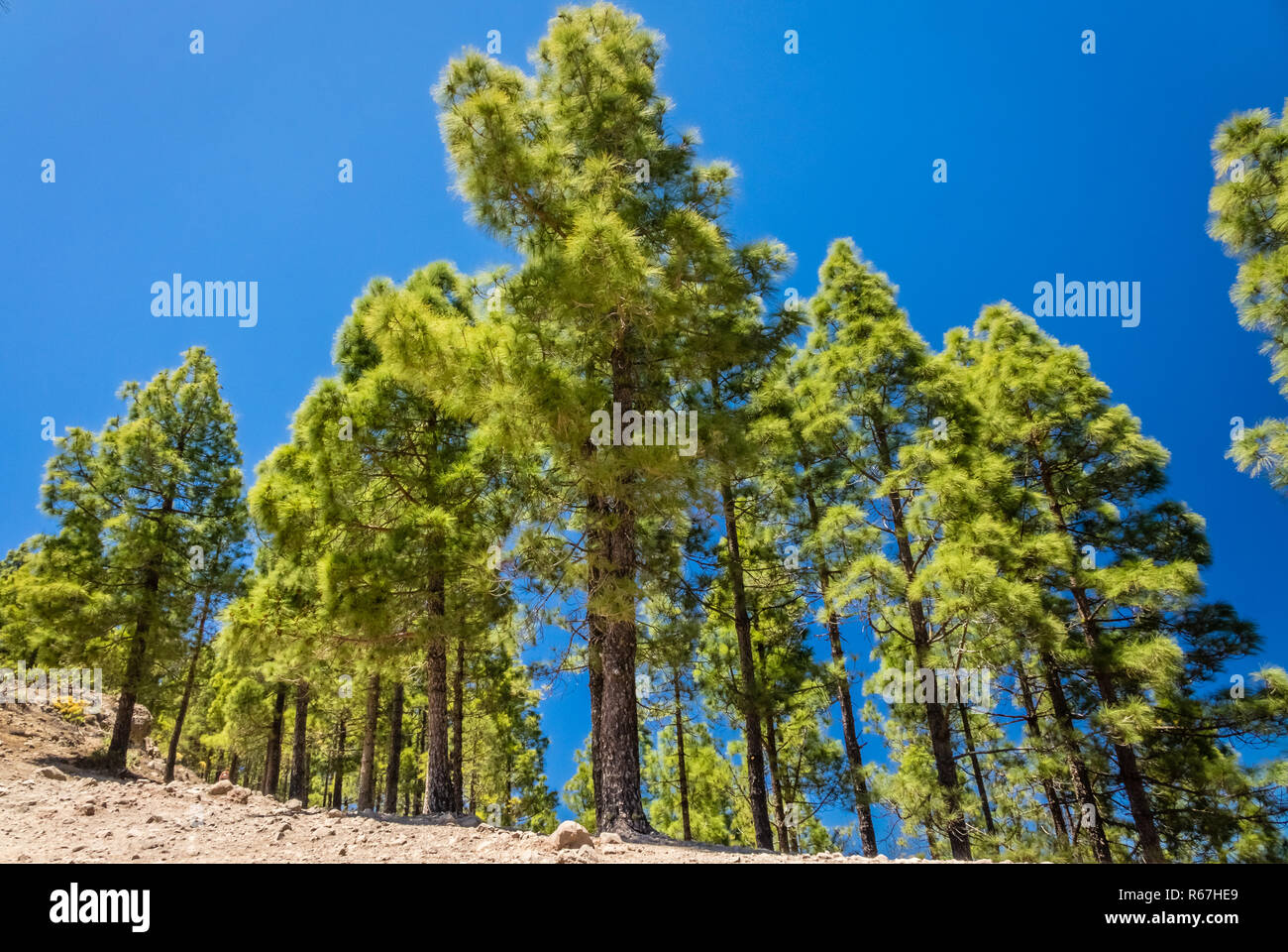 Tall open forests hi-res stock photography and images - Alamy