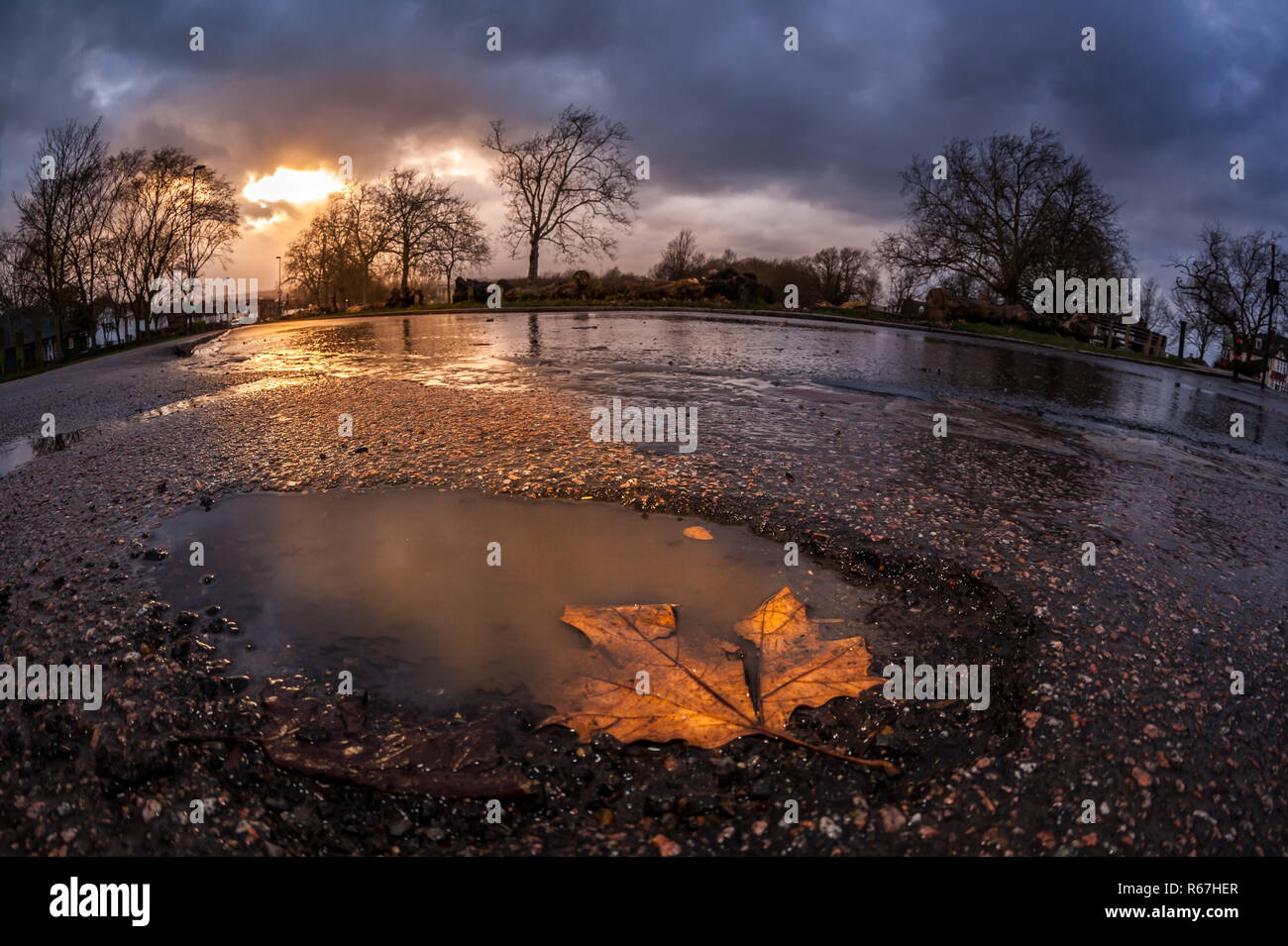 Leaf in a puddle Stock Photo - Alamy