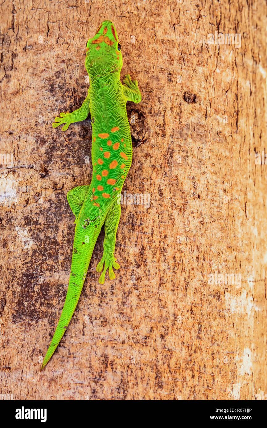 Green red-spotted gecko Stock Photo - Alamy