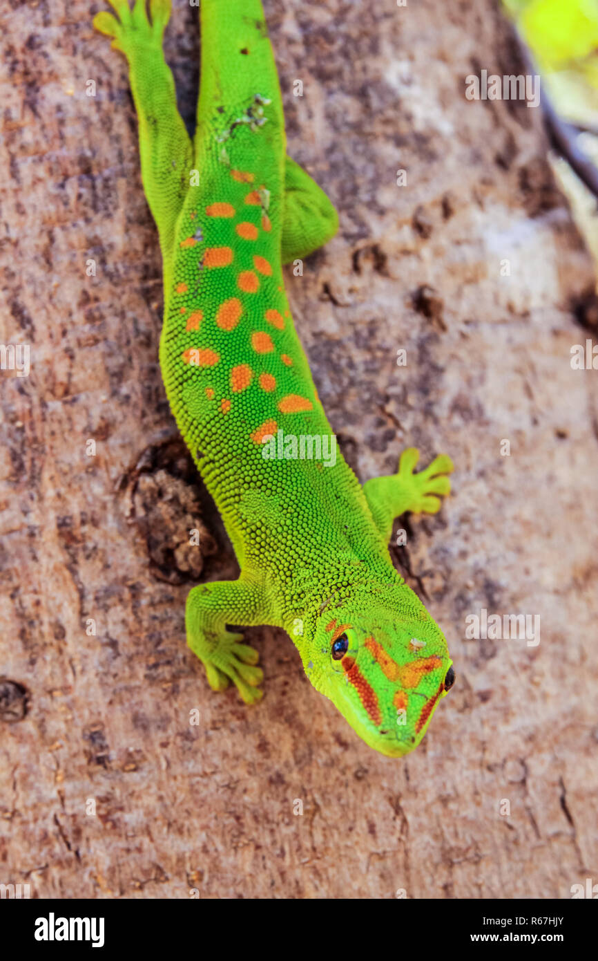Red spotted gecko hi-res stock photography and images - Alamy