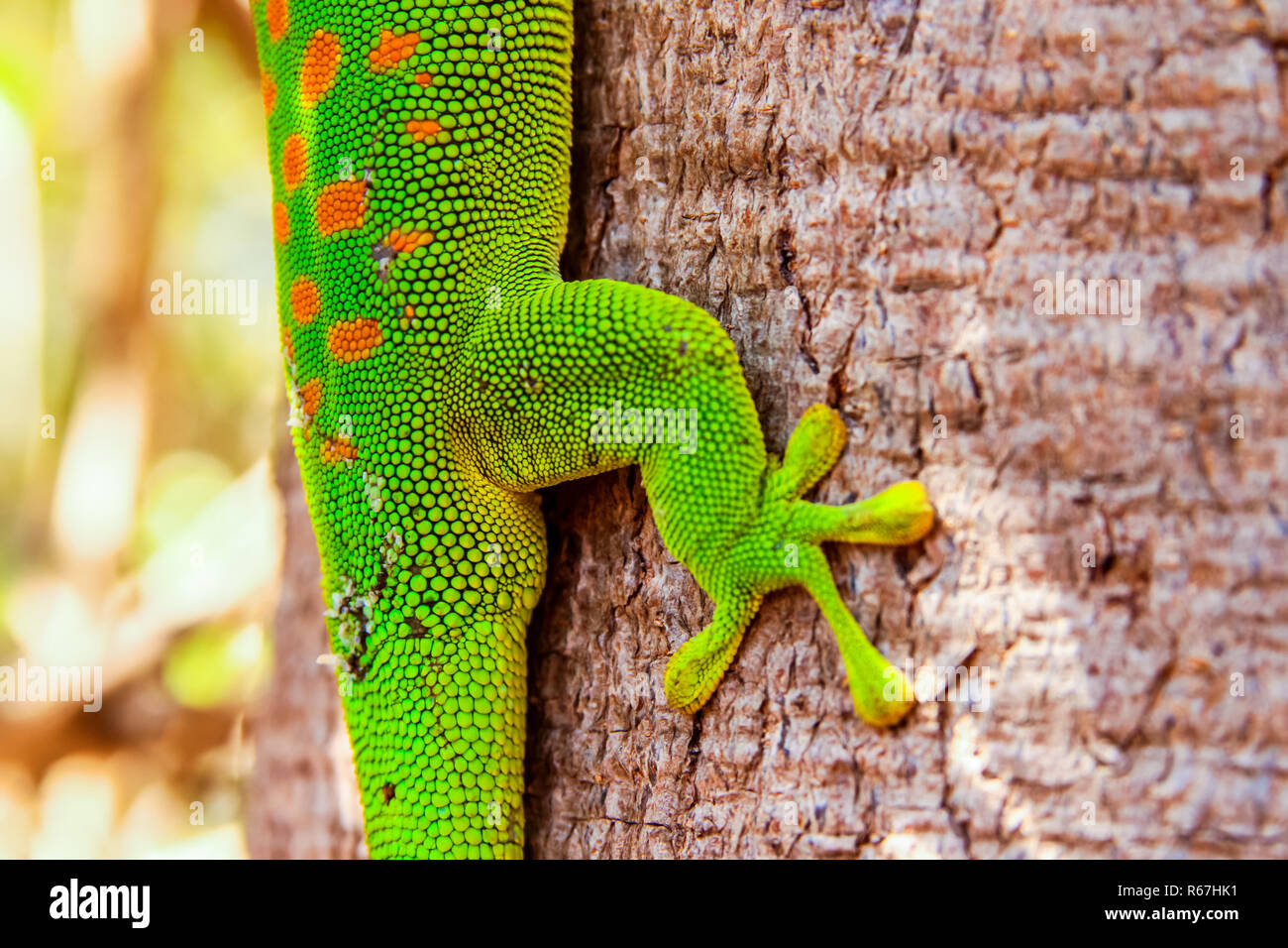Gecko detail close up Stock Photo - Alamy