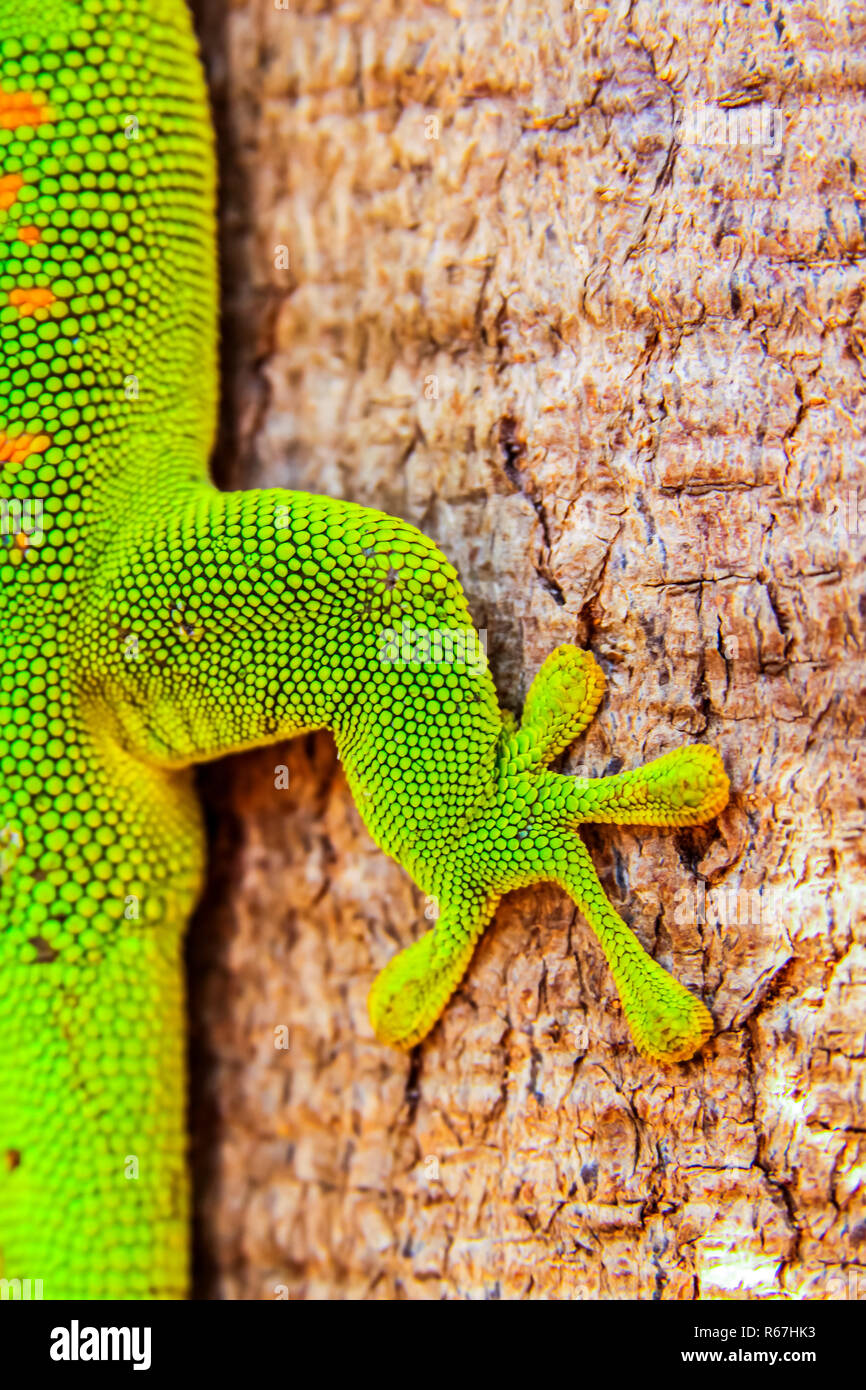 Gecko detail close up Stock Photo - Alamy