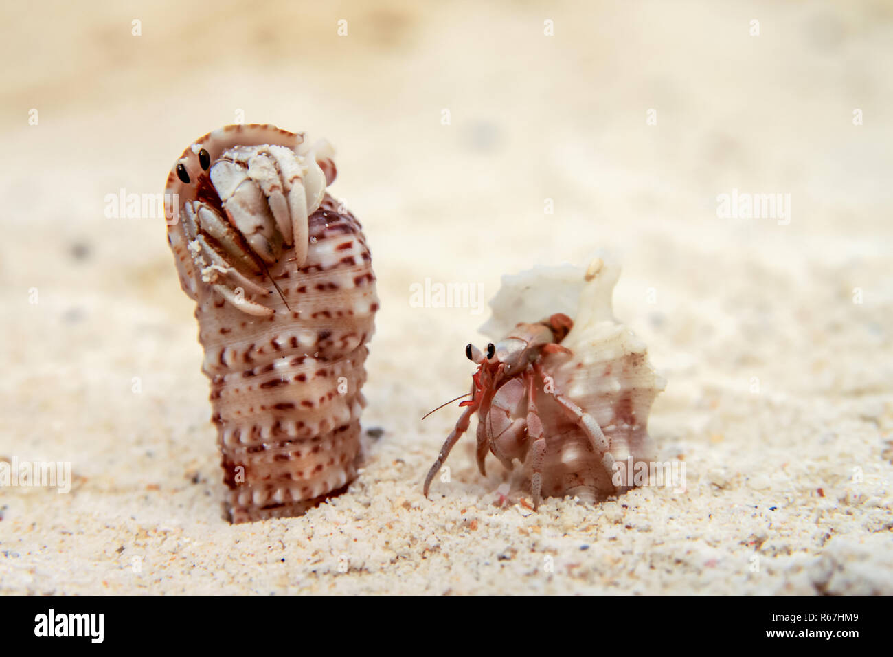 Mini crabs hi-res stock photography and images - Alamy