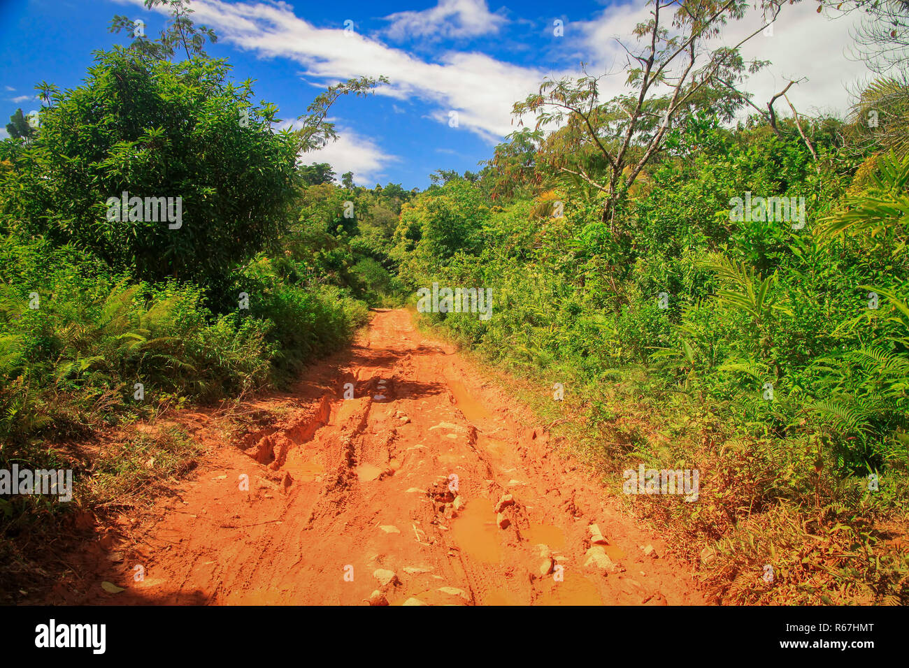 Muddy road through the jungle Stock Photo - Alamy