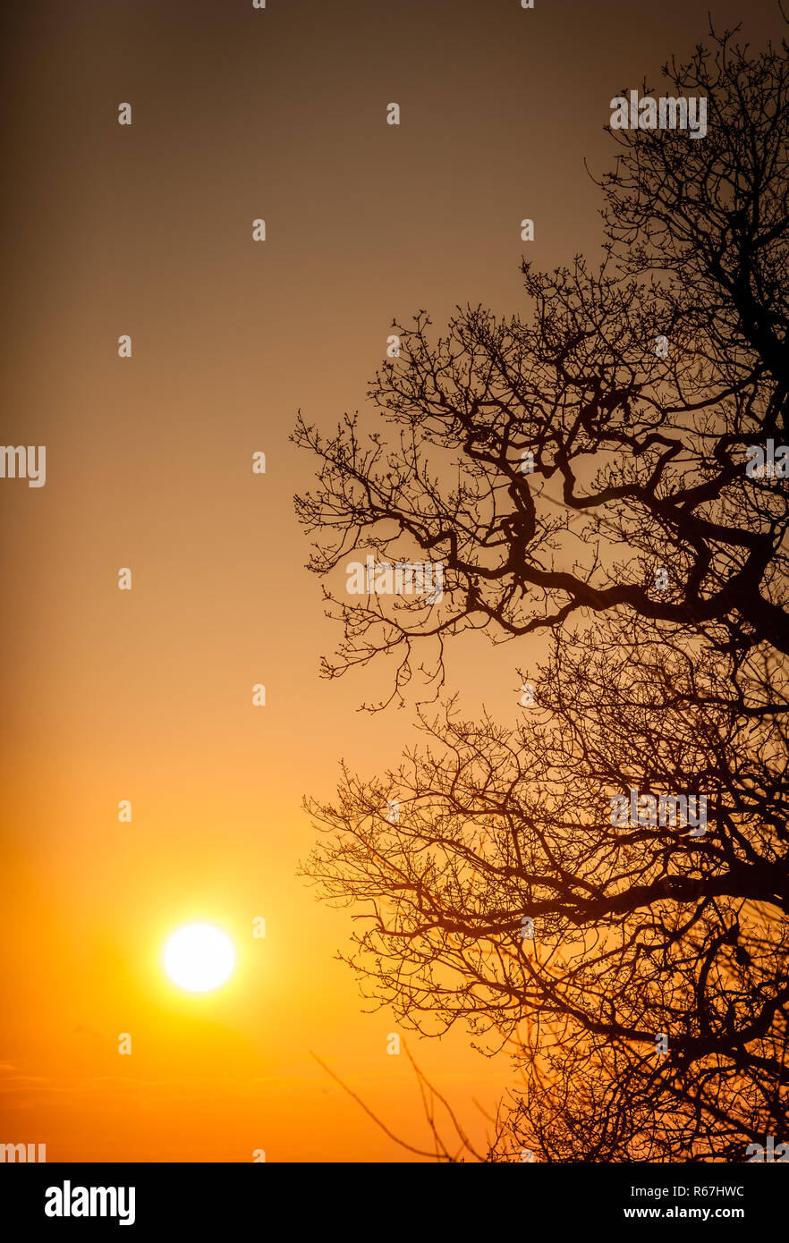 Tree at Sunset Stock Photo - Alamy