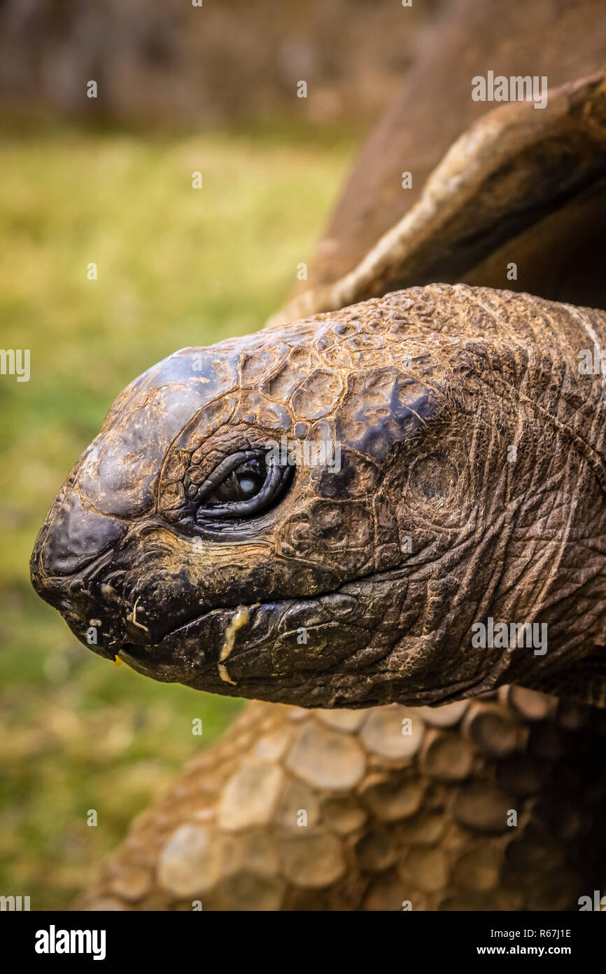 Giant turtle close up Stock Photo - Alamy