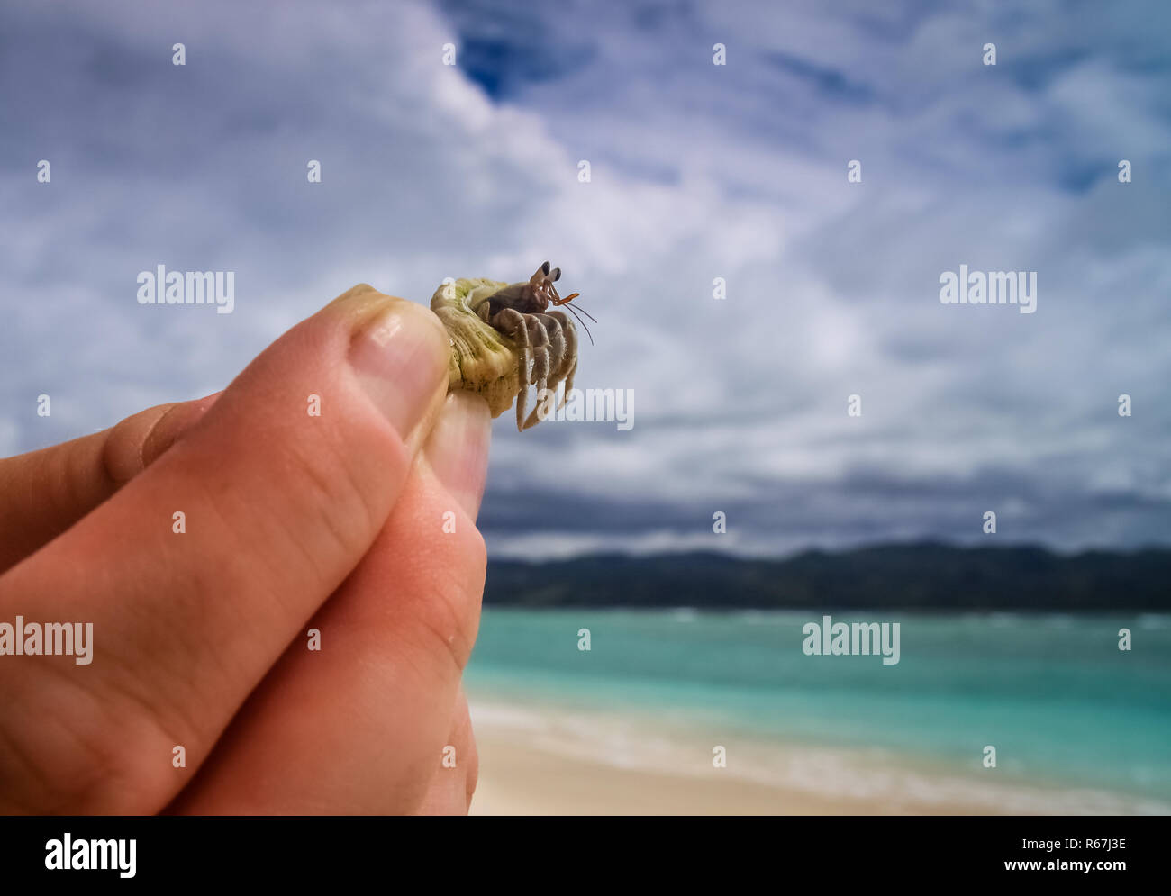 Tiny crab in human hand Stock Photo - Alamy