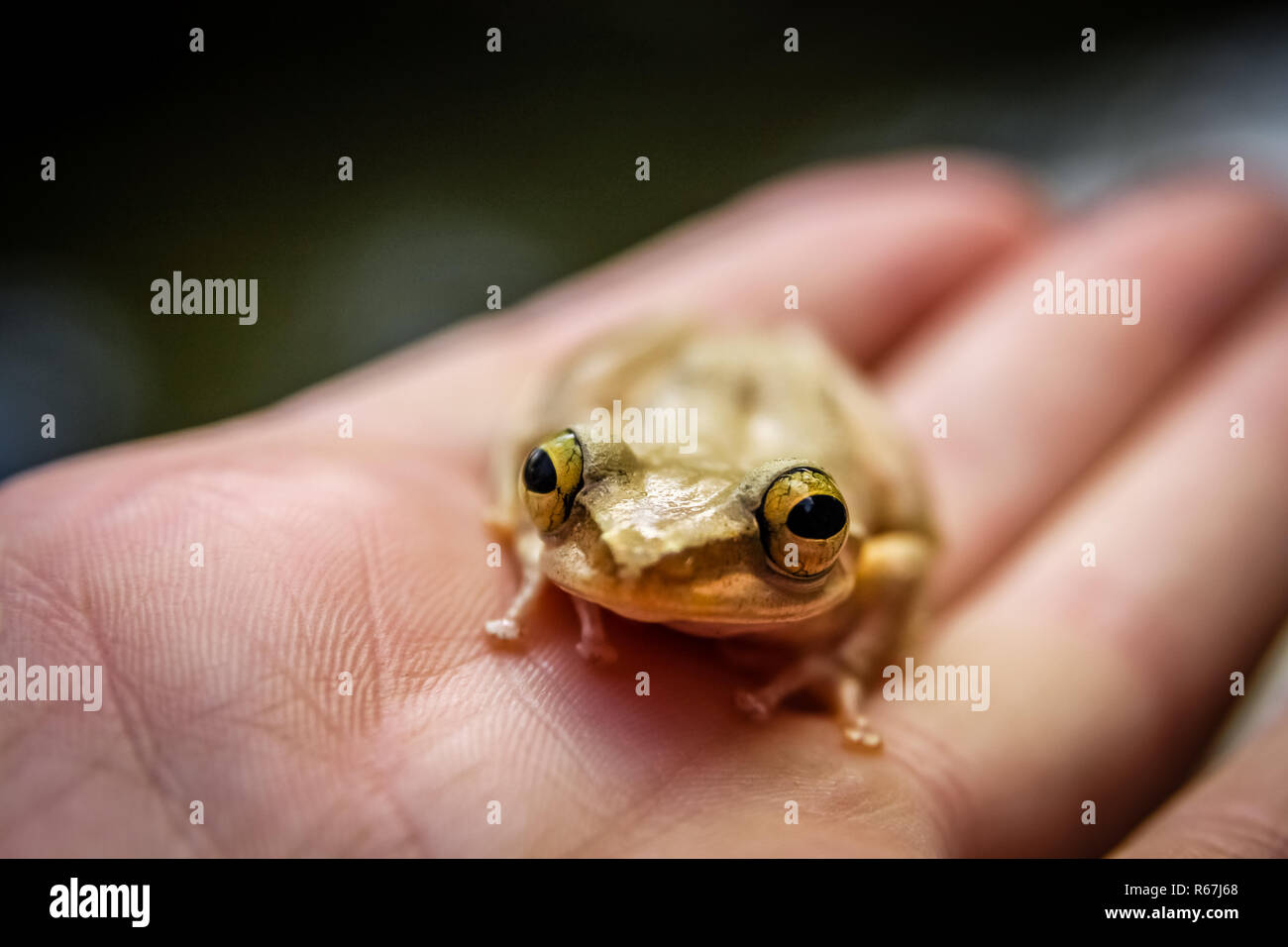 Madagascar frog on human hand Stock Photo - Alamy