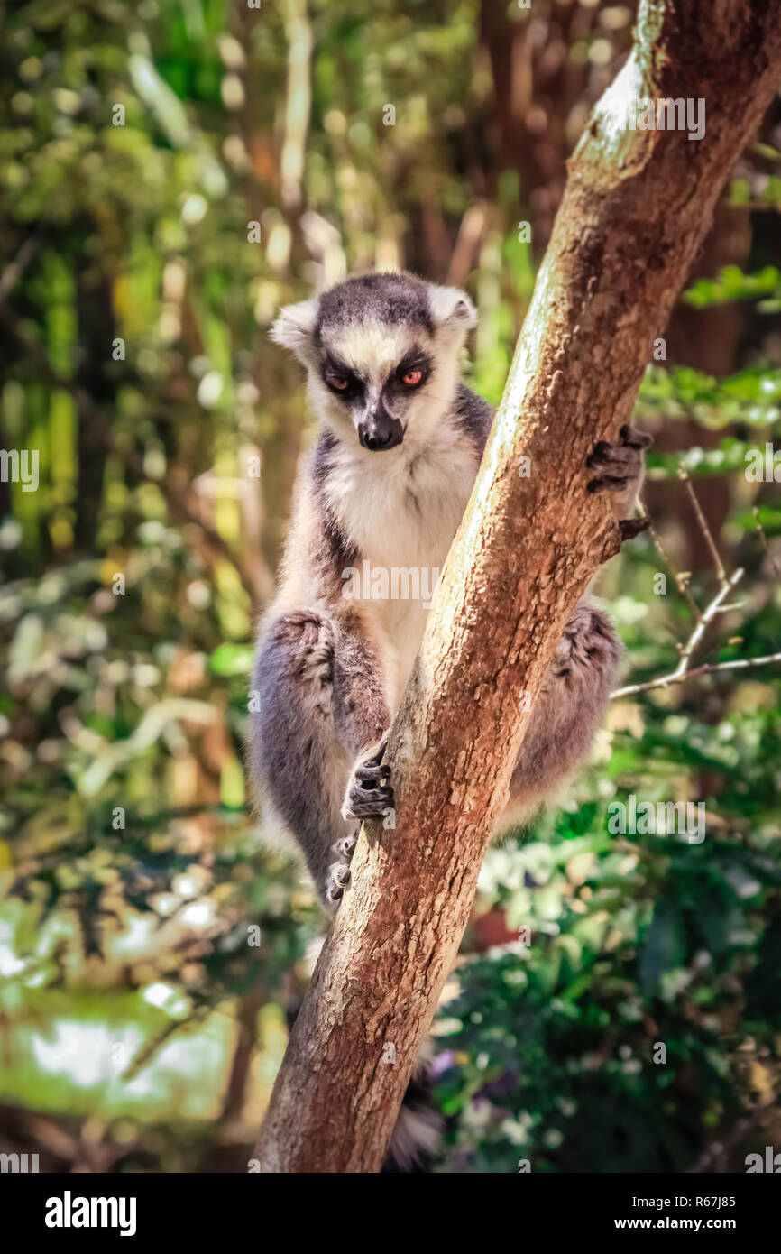 Ring tailed lemur Stock Photo - Alamy