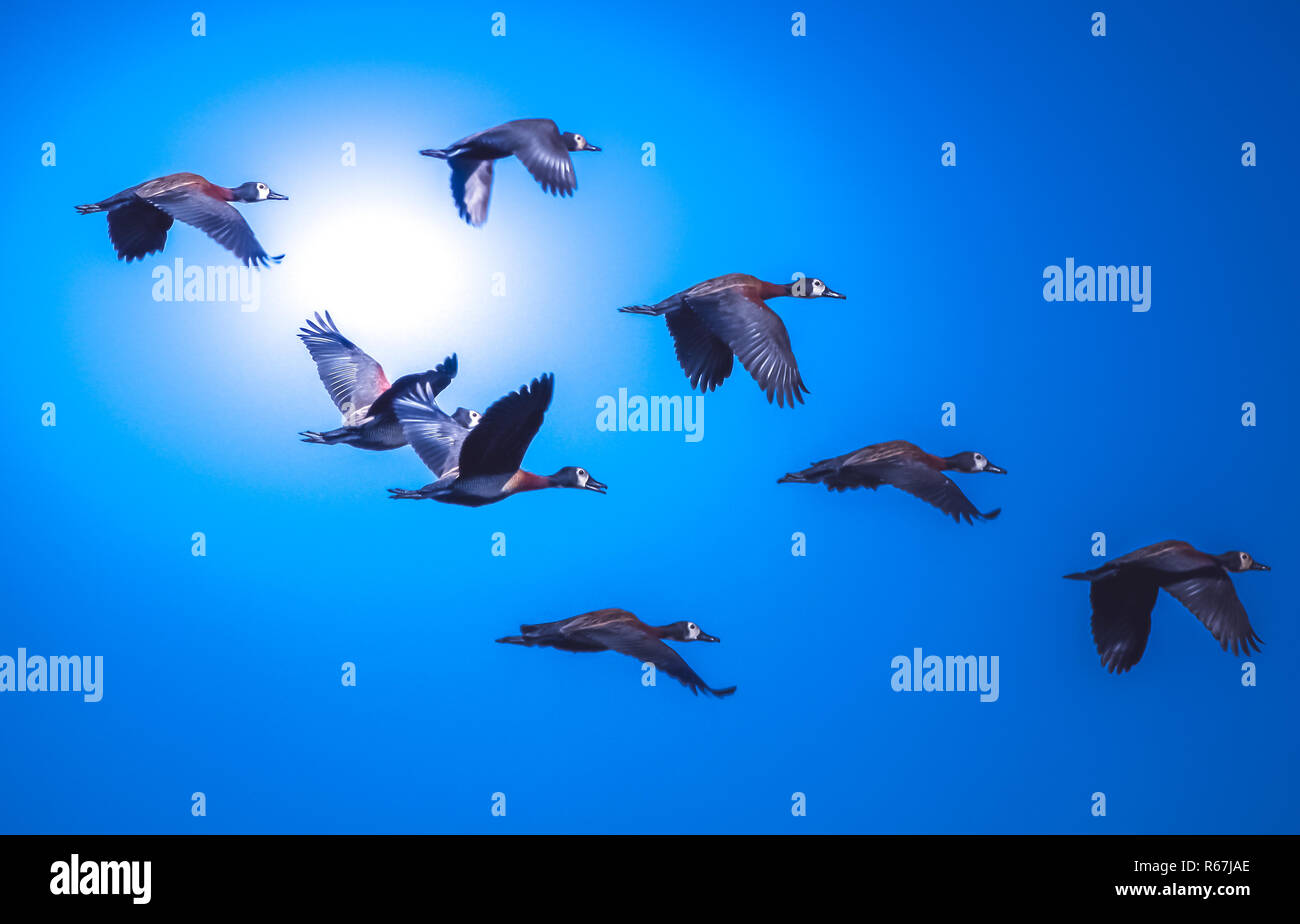 Flying Flock of Ducks Stock Photo - Alamy