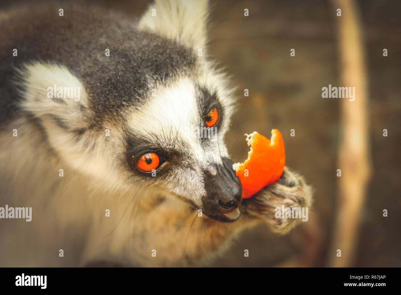 Lemur eating orange skin Stock Photo - Alamy