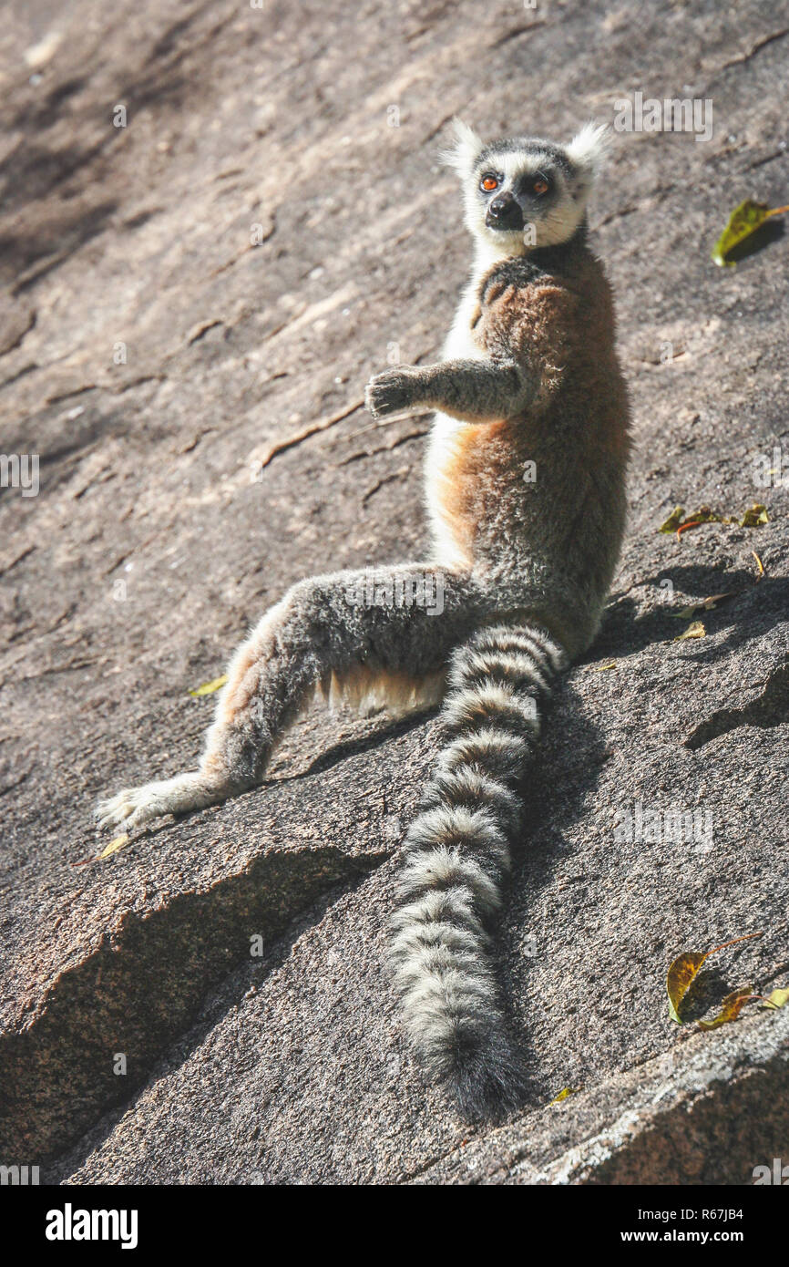 Lemur sunbathing on a rock Stock Photo - Alamy