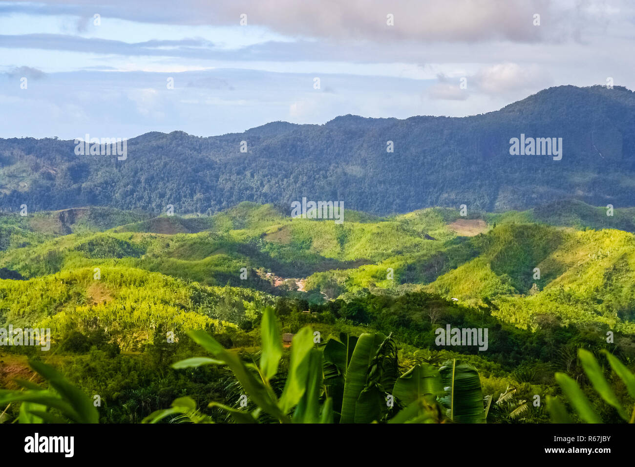 Rainforest of Madagascar Stock Photo - Alamy