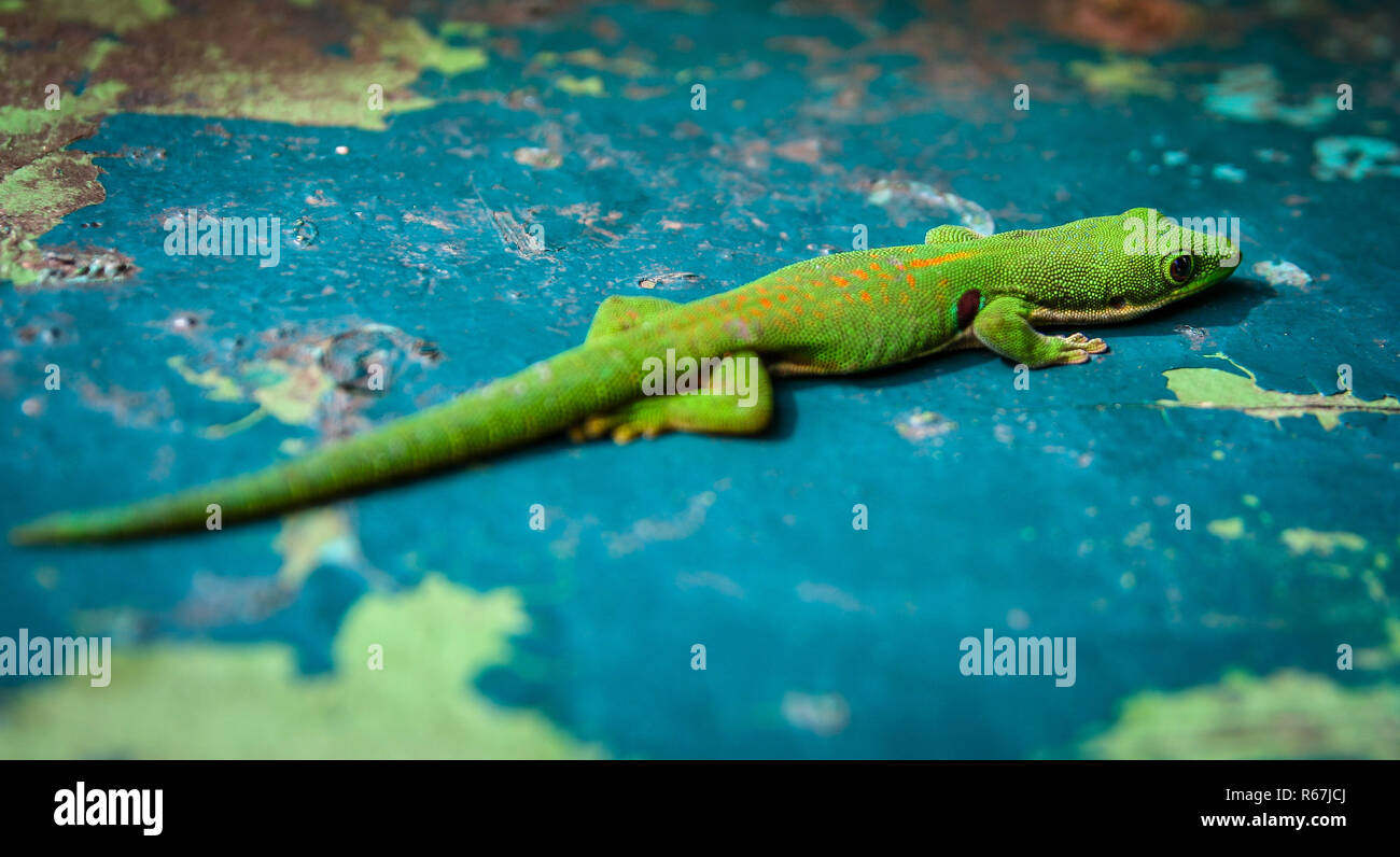 Small green gecko Stock Photo - Alamy