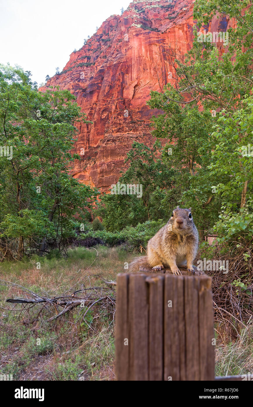 Chipmunk teeth hi-res stock photography and images - Alamy