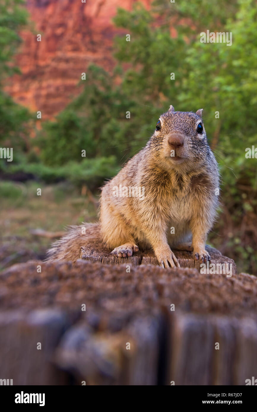 Chipmunk Teeth High Resolution Stock Photography and Images - Alamy