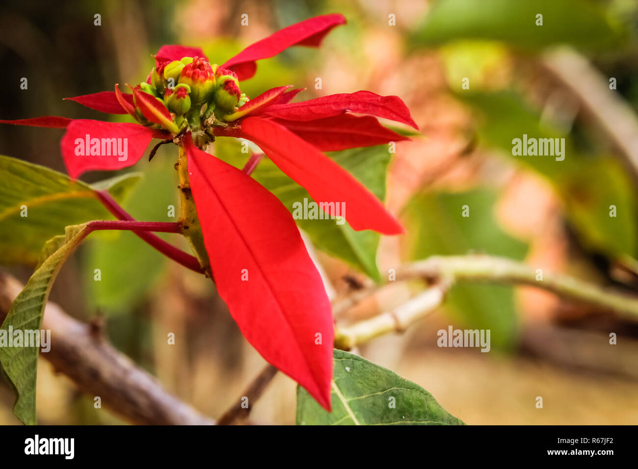 Red tropical Madagascar flower Stock Photo - Alamy