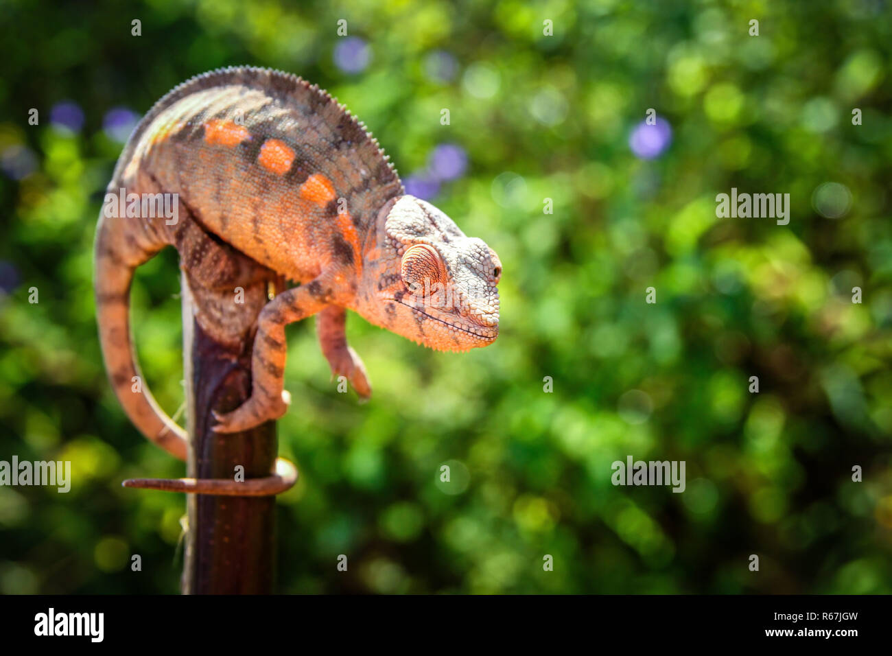 Small colourful chameleon Stock Photo - Alamy