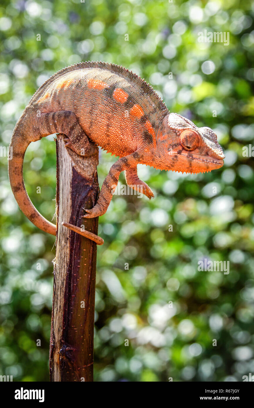Small colourful chameleon Stock Photo - Alamy