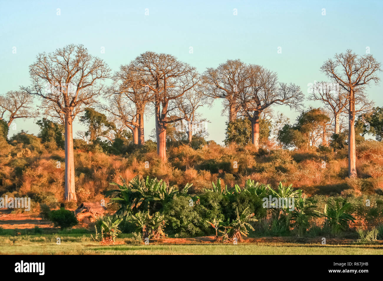 Baobab trees in Madagascar Stock Photo - Alamy