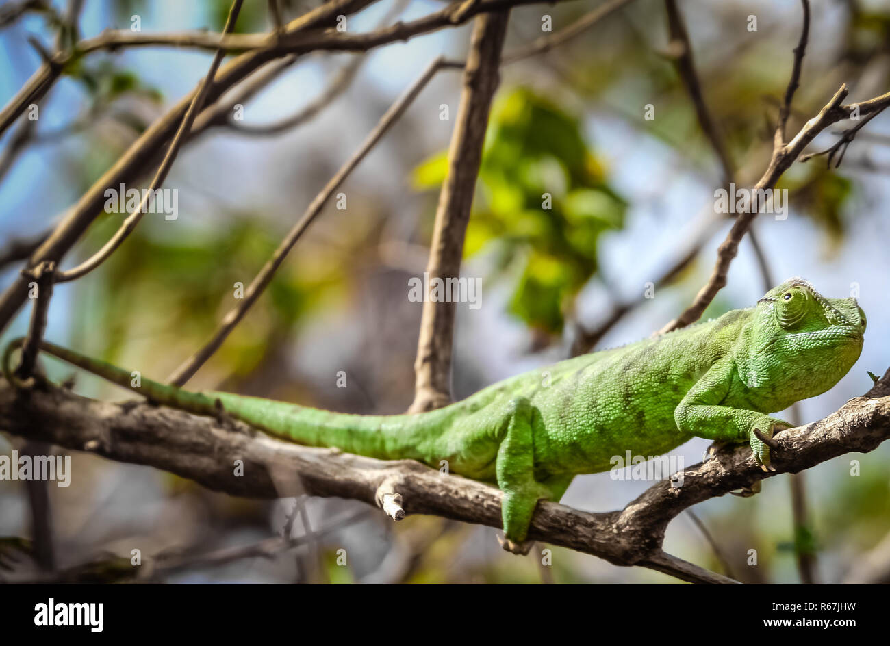 Green chameleon on a tree Stock Photo - Alamy