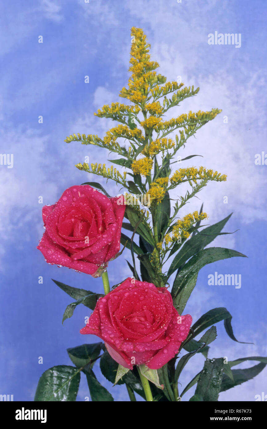 pink roses, india Stock Photo - Alamy