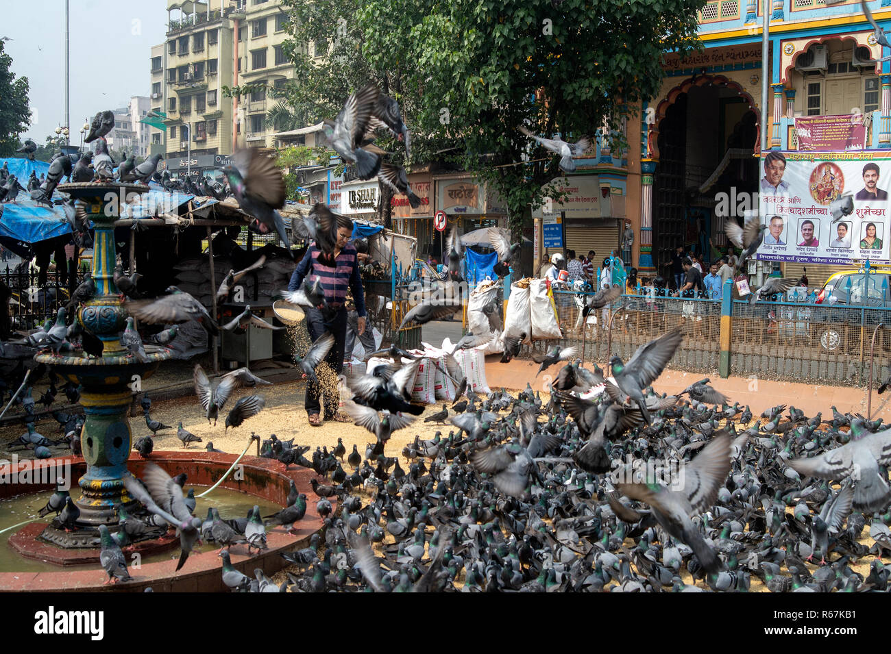 Kabootar hi-res stock photography and images - Alamy