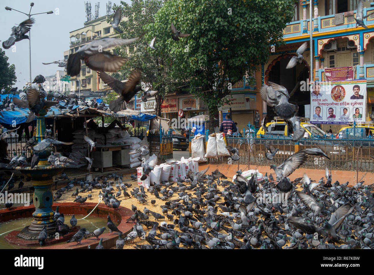 Kabootar hi-res stock photography and images - Alamy