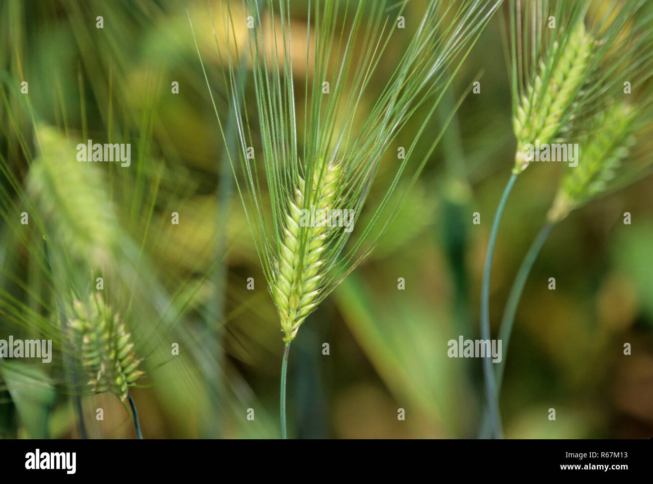 wheat crops, sikkim, india Stock Photo - Alamy