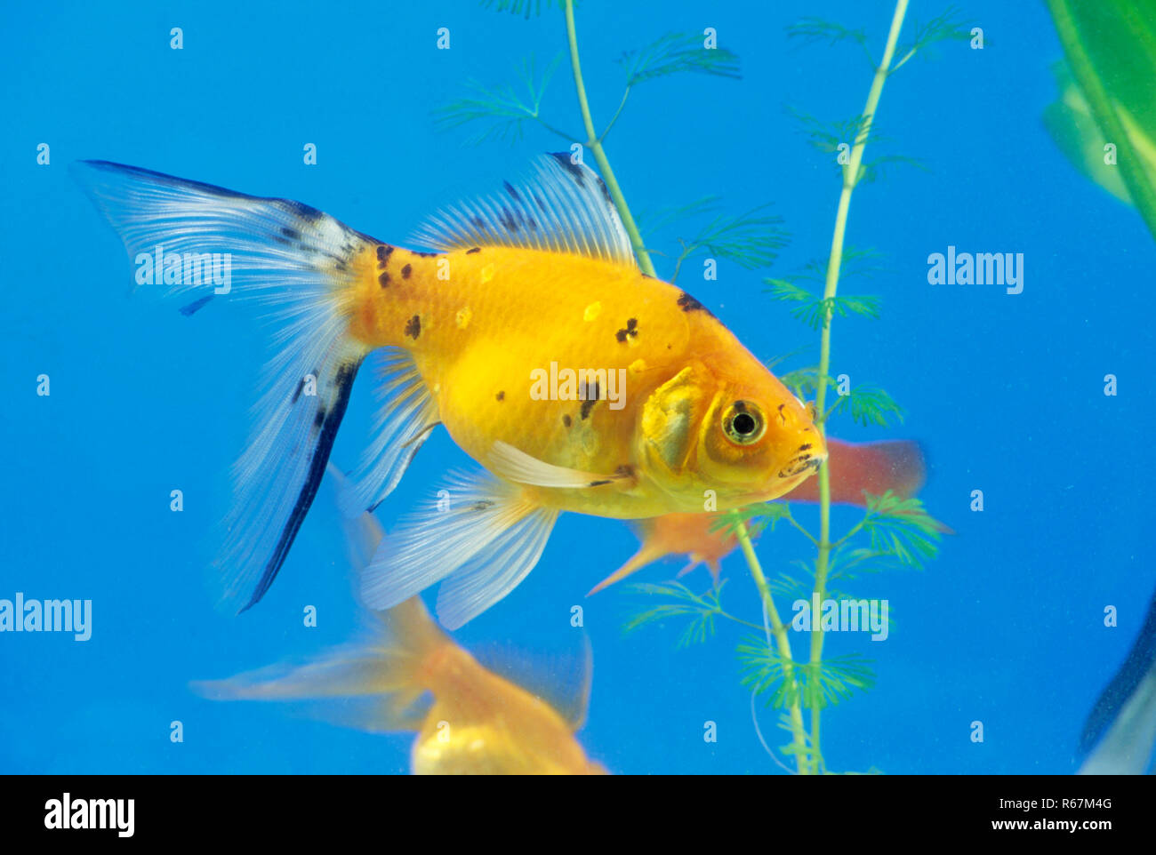 Gills fish in the water hi-res stock photography and images - Alamy