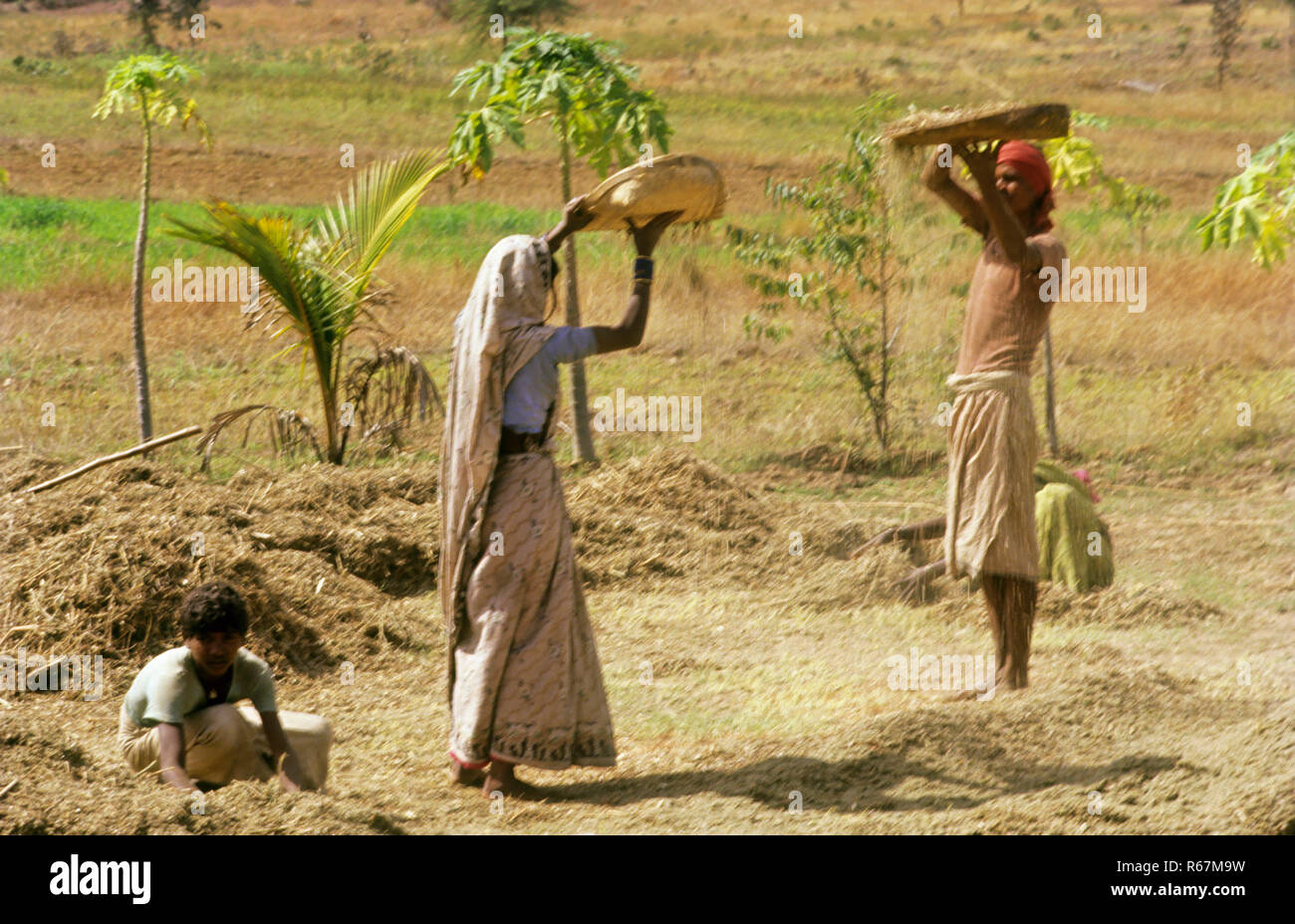 Winnowing hi-res stock photography and images - Alamy