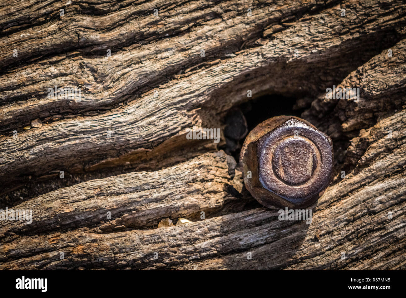 Screw in a tree bark Stock Photo - Alamy