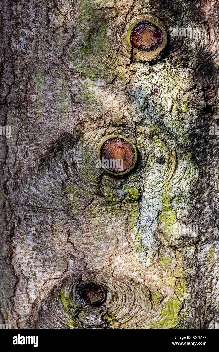 Tree bark pattern Stock Photo - Alamy