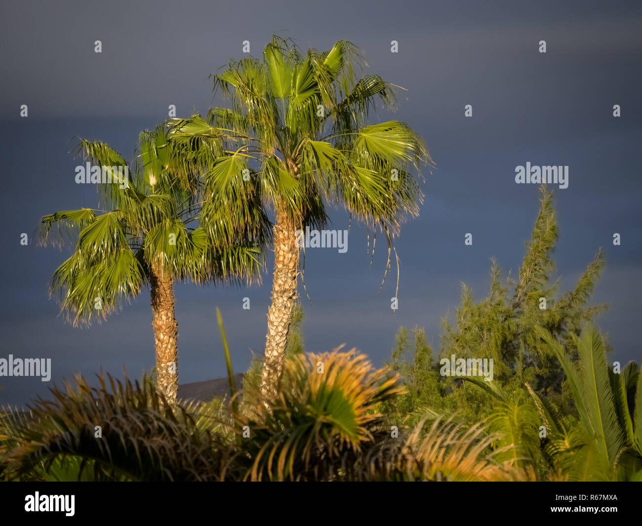 Two palmtrees hi-res stock photography and images - Alamy