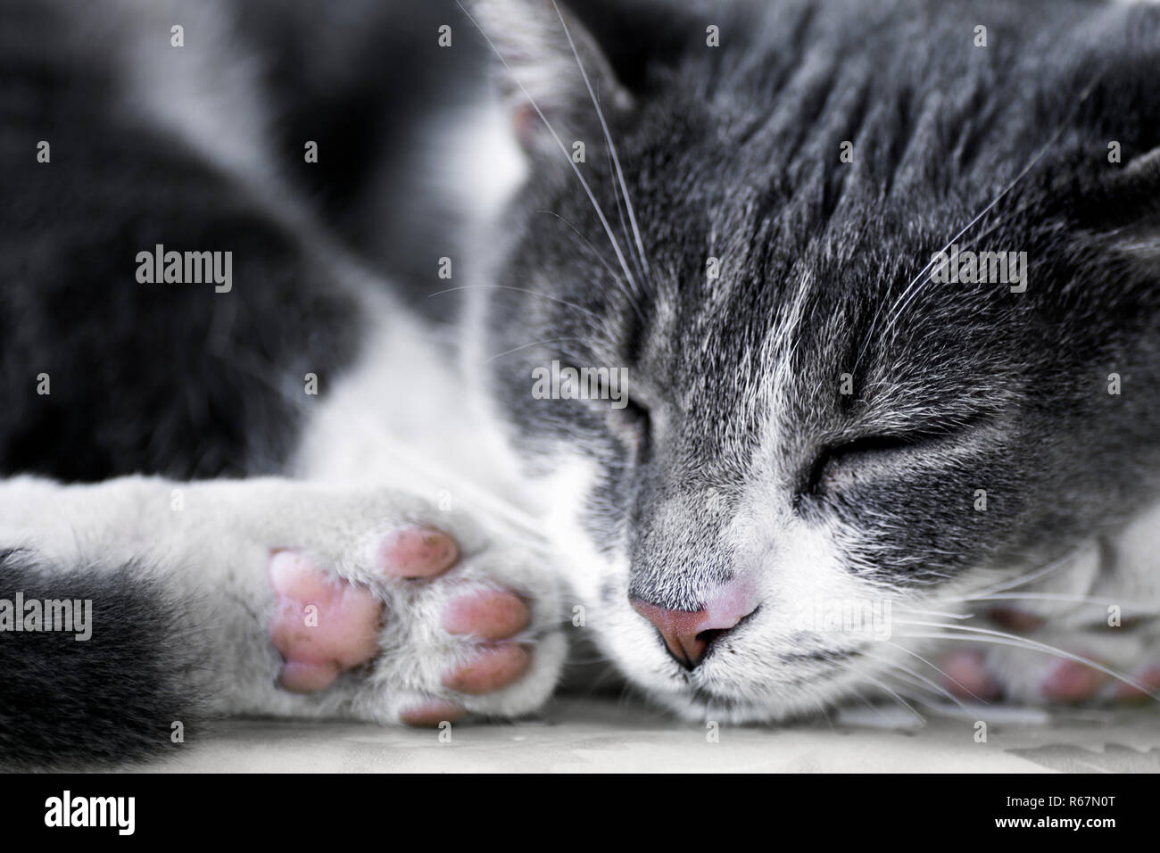 Cat leg close up hi-res stock photography and images - Alamy