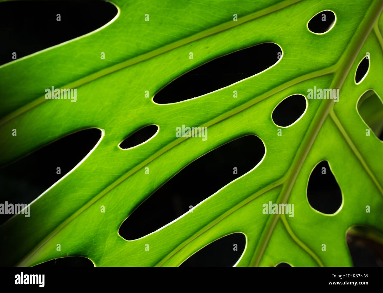 Monstera plant leaf Stock Photo - Alamy