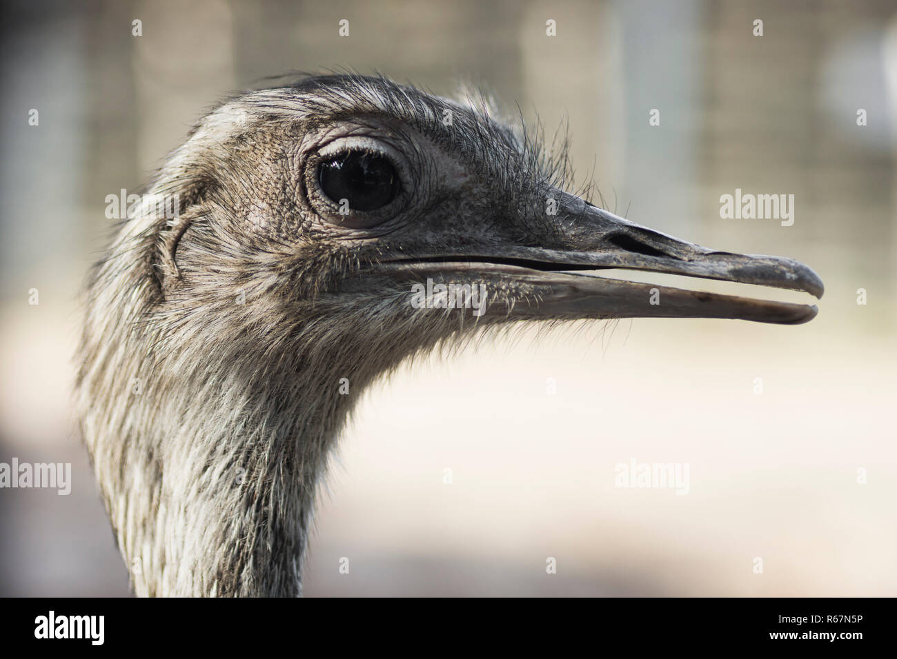 head of emu Stock Photo - Alamy