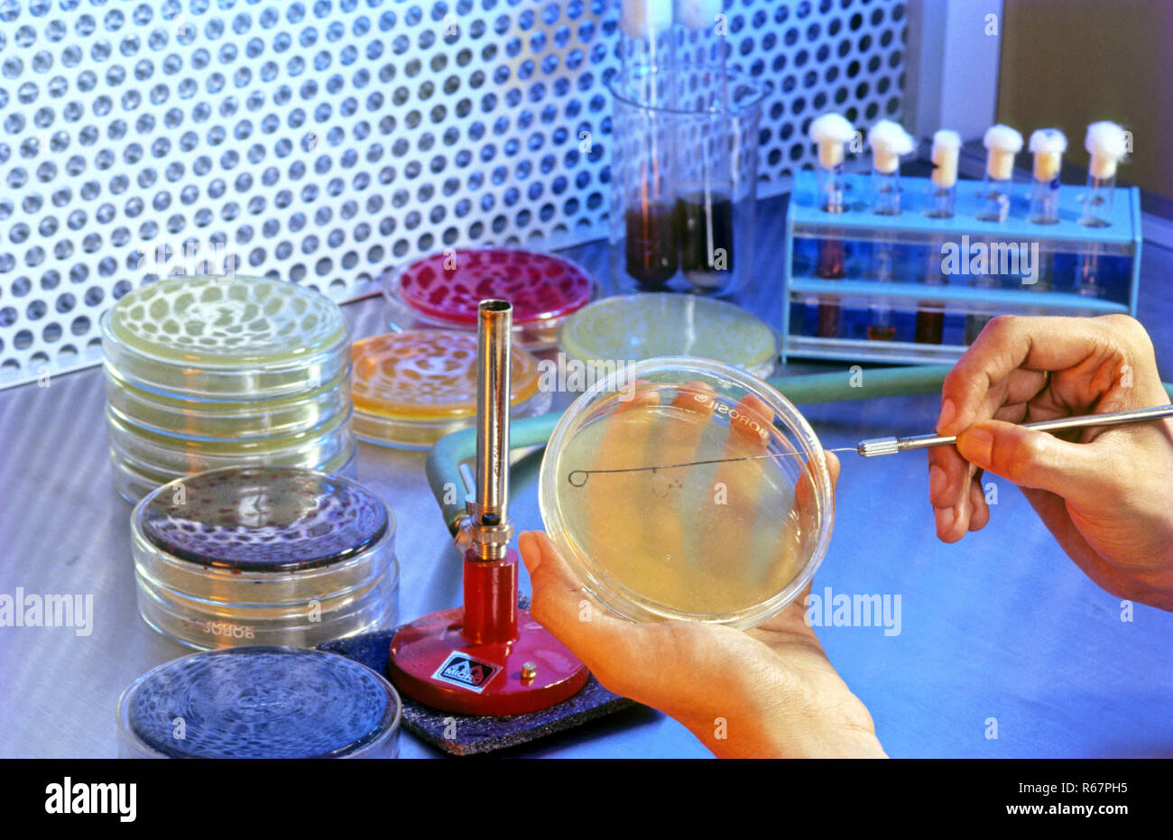 Tissue culture laboratory hi-res stock photography and images - Alamy