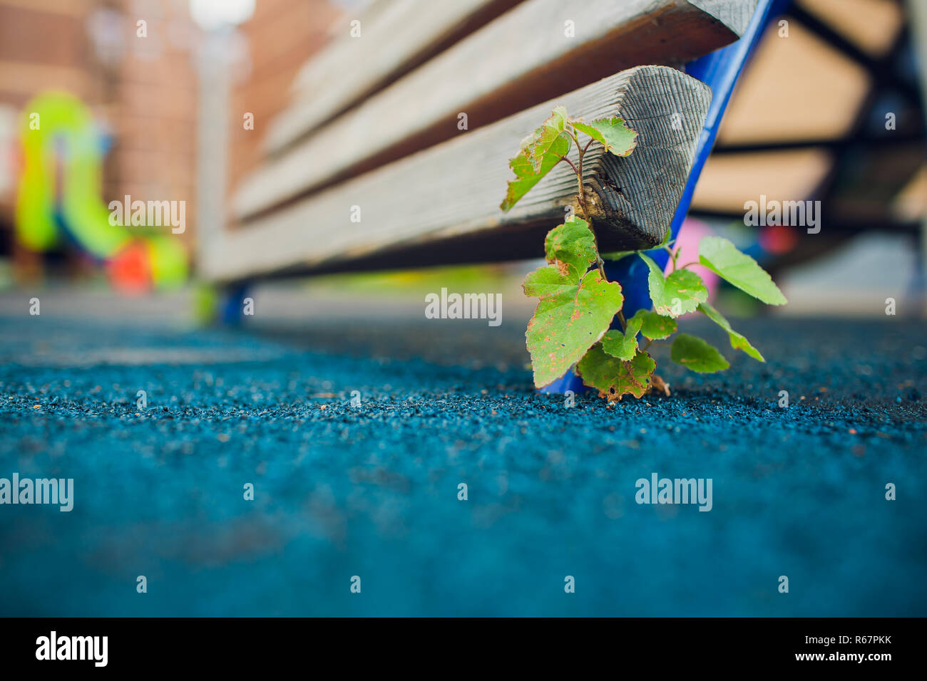 Seed to grow through the cracks asphalt road in the concept of trying ...