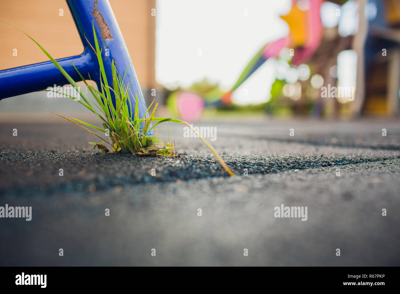 Seed to grow through the cracks asphalt road in the concept of trying ...