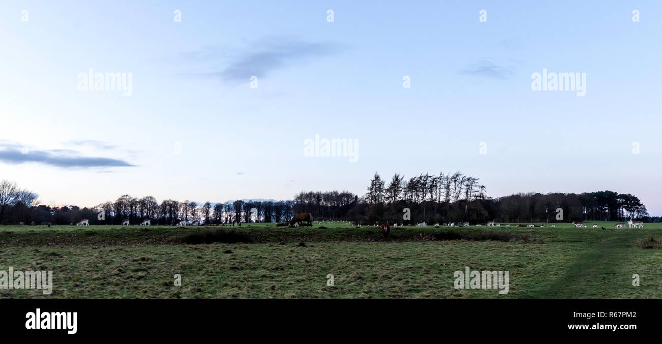 Tatton park deer hi-res stock photography and images - Alamy
