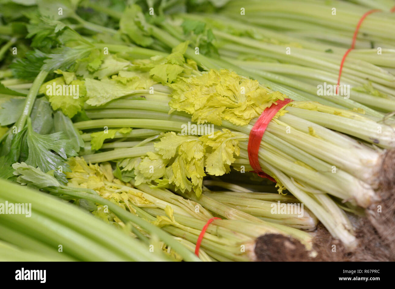 Corriander chinese parsley hi-res stock photography and images - Alamy